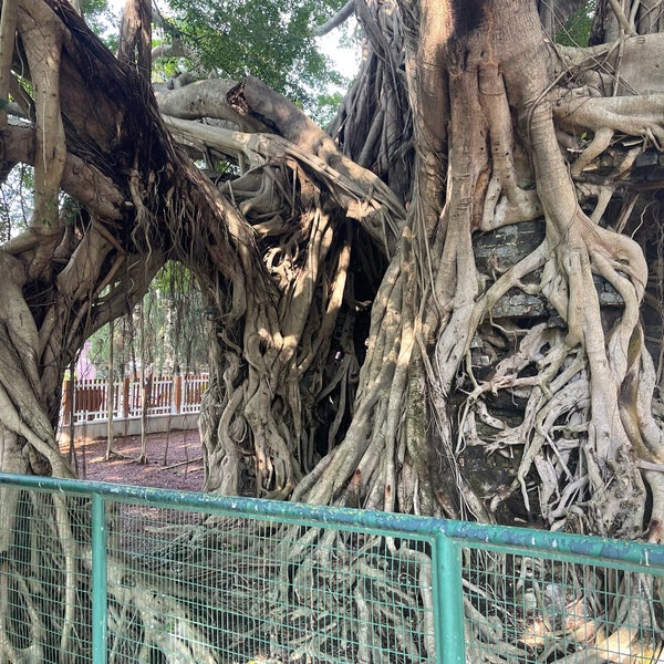 Kam Tin Tree House 錦田樹屋