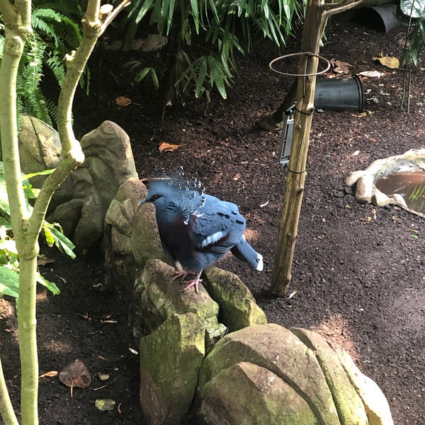 Forest Aviary - Zoo Exhibit