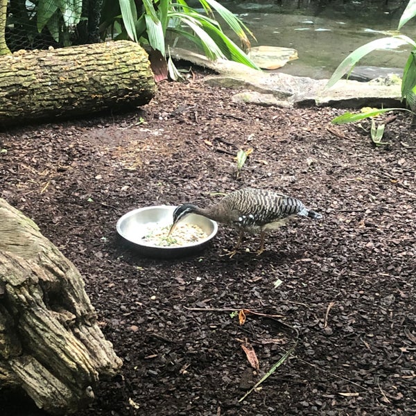 Forest Aviary - Zoo Exhibit