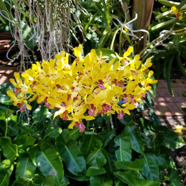 Key West Garden Club Garden In Key West