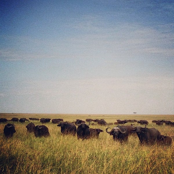 Musiara Airstrip - Airport