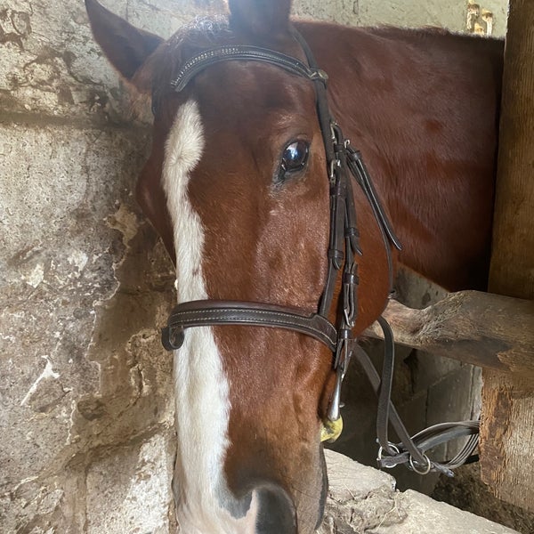 Queensway stables