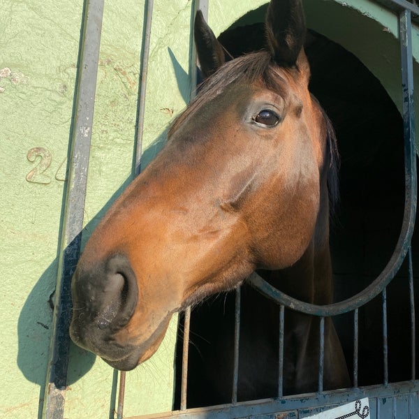 Queensway stables
