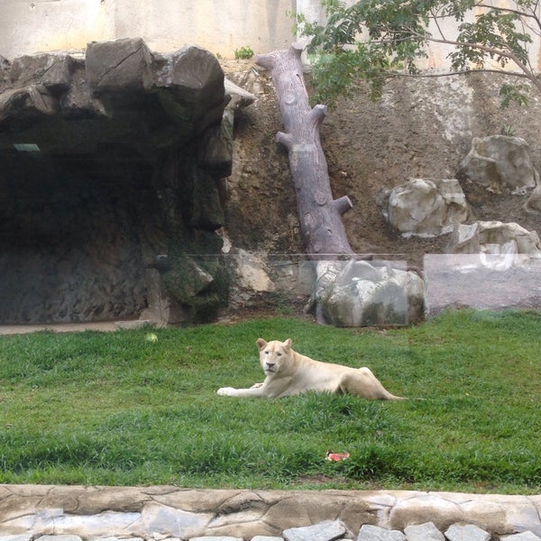 Photos at Simba Hill Gourmet Hall - African Restaurant in Gambang