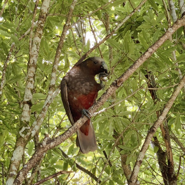 Pukaha Mount Bruce Wildlife Centre - Masterton, Wairarapa