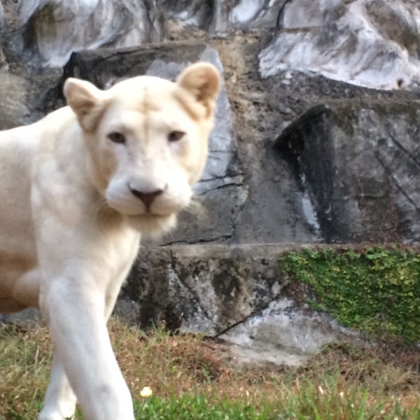 Photos at Simba Hill Gourmet Hall - African Restaurant in Gambang
