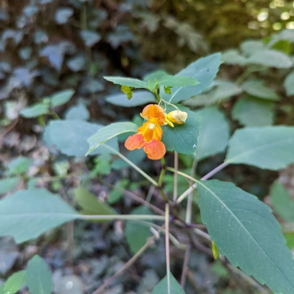 Tryon Creek State Park - State or Provincial Park in Portland