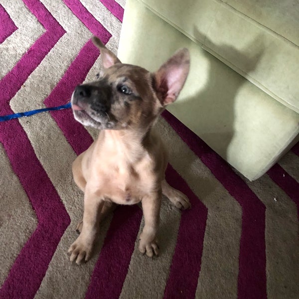 PetSmart - Pet Supplies Store