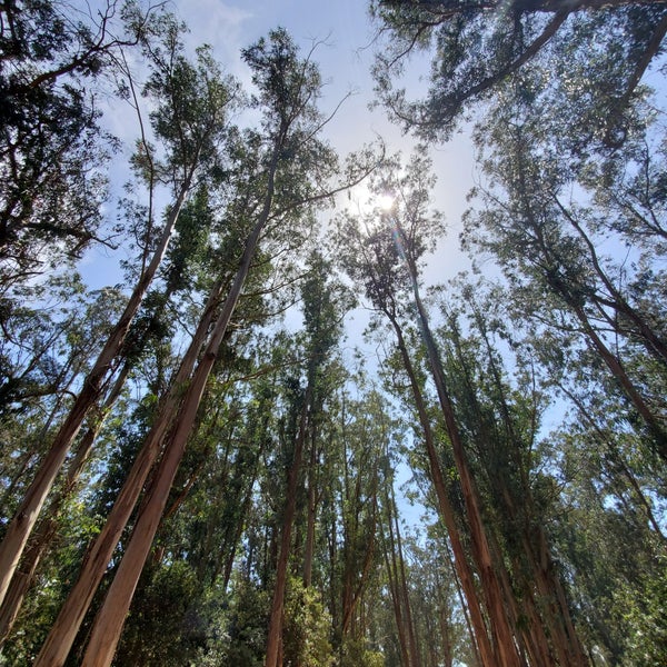 Albany Hill Park - Albany, CA