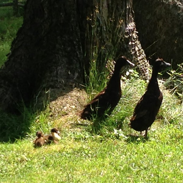 The Friendly Farm - Farm