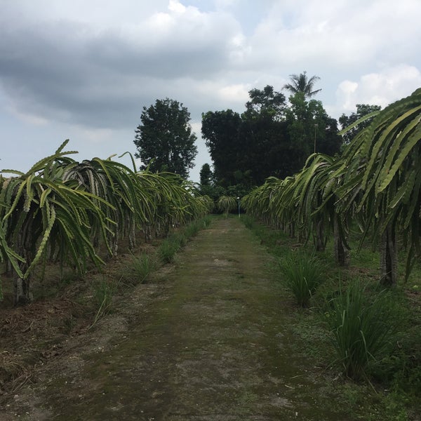 Sabila farm (kebun buah naga) - Farm