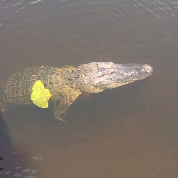 40 Acre Lake Observation Tower - 83 visitors