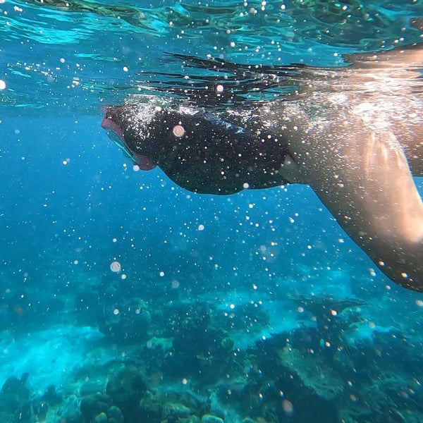 Isla Catalina - Island