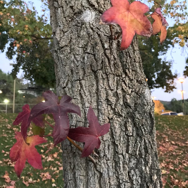 Montrose Community Park - 5 tips