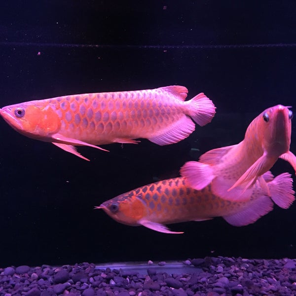 SeaWorld Indonesia - Aquarium in Jakarta Utara