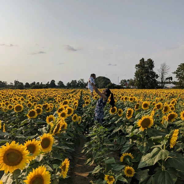 Dixie Orchards - Farm