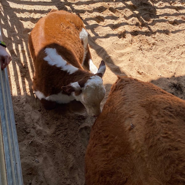 LBJ Ranch Show Barn - Stonewall, TX