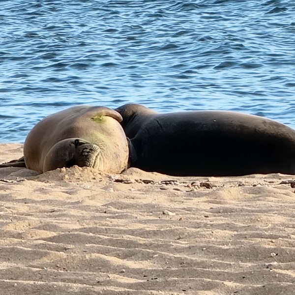 Kaimana Beach Hotel - Diamond Head - Kapahulu - St. Louis - 10 tips