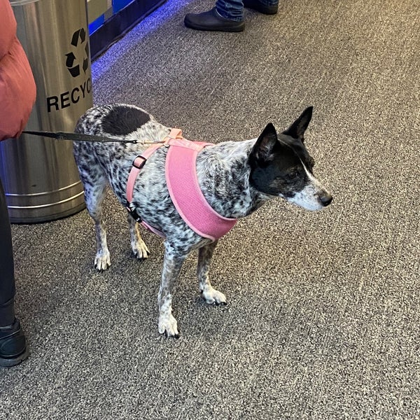 Are Dogs Allowed In Chase Bank