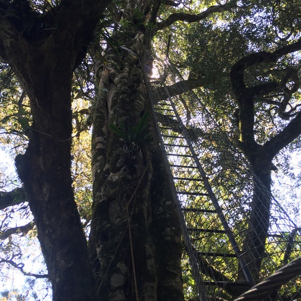 Photos at O'Reilly's Tree Top Walk - Hiking Trail