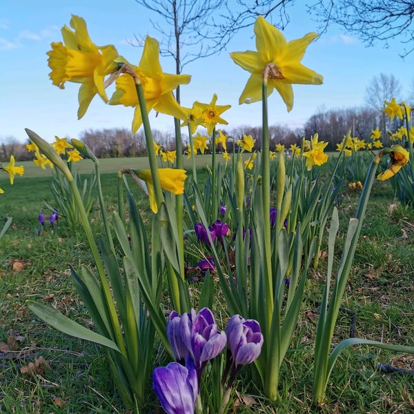Shanganagh Park - Park