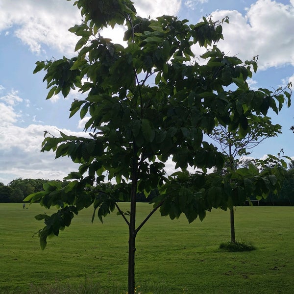 Shanganagh Park - Park