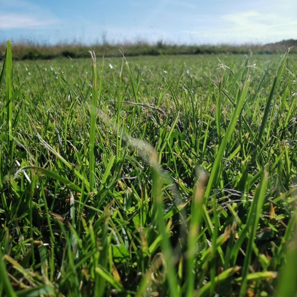 Shanganagh Park - Park