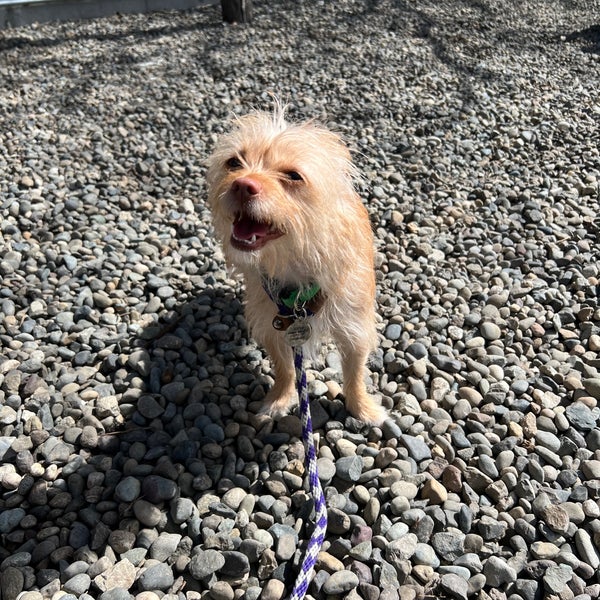 Seattle Animal Shelter - Animal Shelter in Seattle