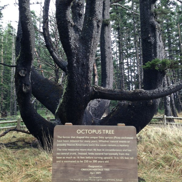 Photos at Octopus Tree - Cape Meares Lighthouse Dr