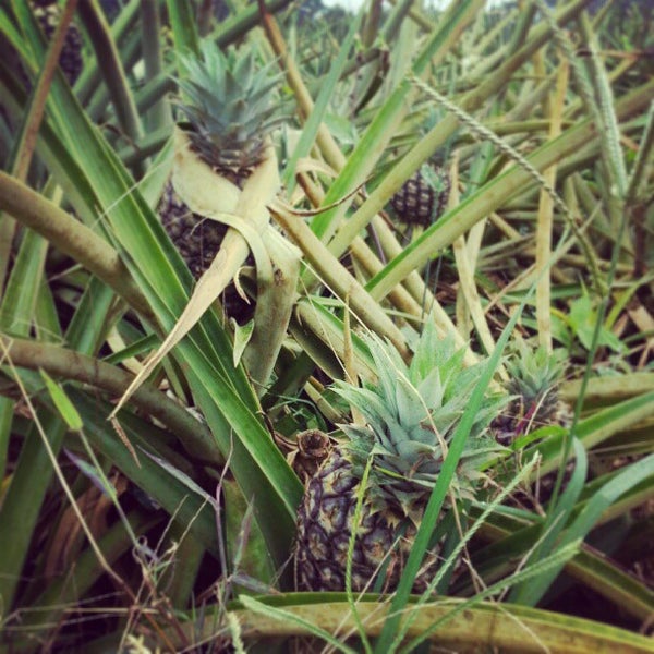 Del Monte Philippines, Inc. (Bugo Cannery) - Office