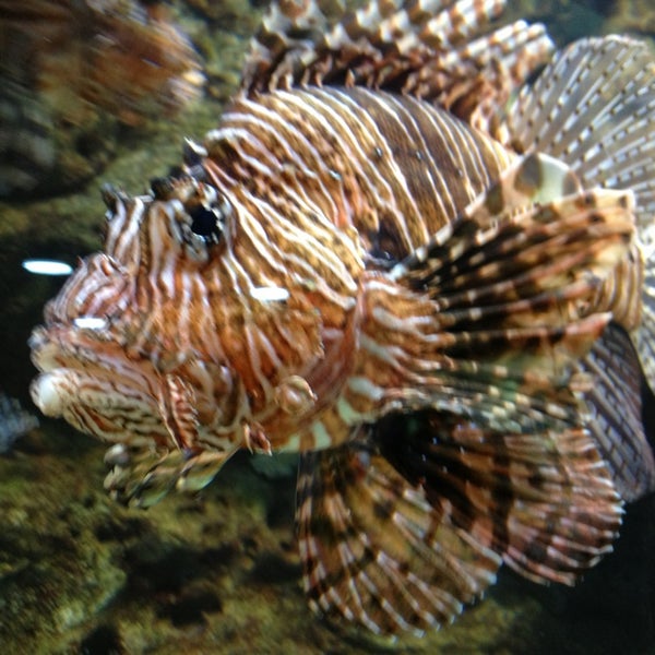 Photos at Georgia Aquarium - Downtown Atlanta - 621 tips from 53673 ...