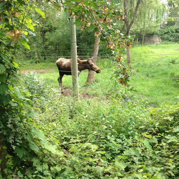 Moose Exhibit - 192 visitors