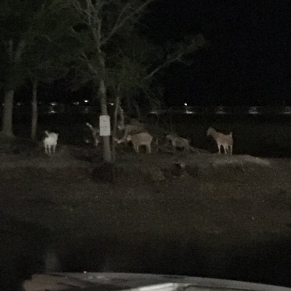 Goat Island - Murrells Inlet, SC