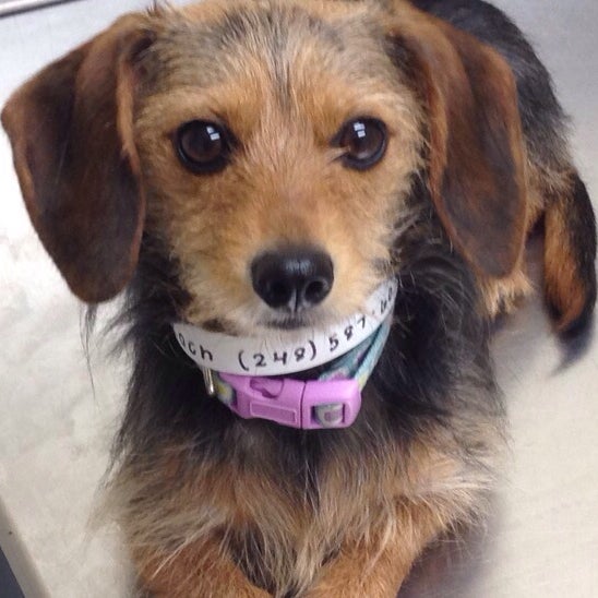 Michigan Humane Society - Westland, MI