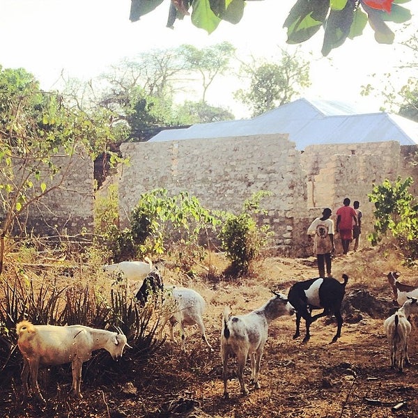 Shimoni - 1 tip from 35 visitors