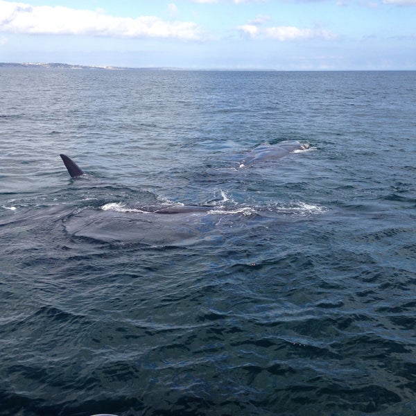 Southern Right Charters whale watching - 6 tips from 87 visitors