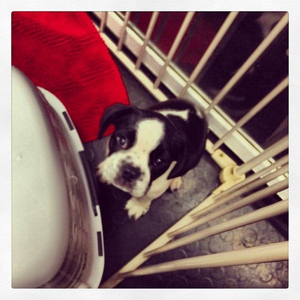 Downtown Dog Lounge (Now Closed) - Interbay - 5 tips from 226 visitors