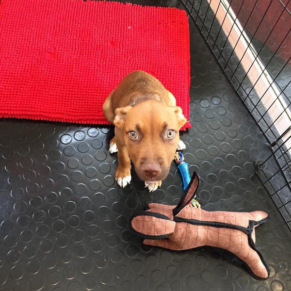 Downtown Dog Lounge (Now Closed) - Interbay - 5 tips from 226 visitors