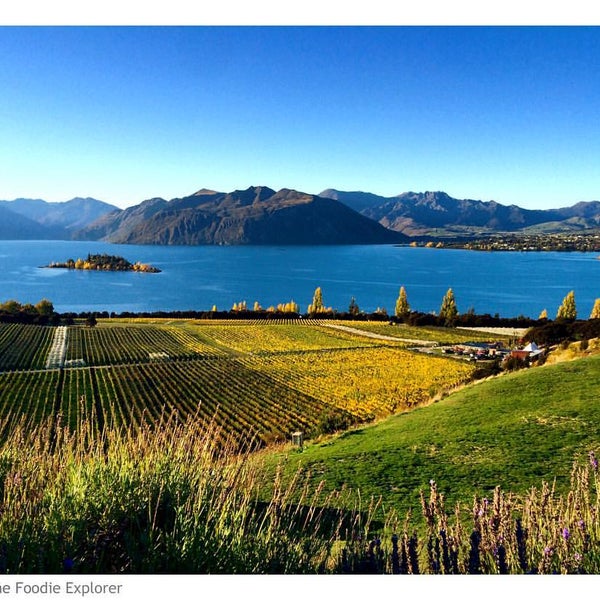 Rippon - Vineyard