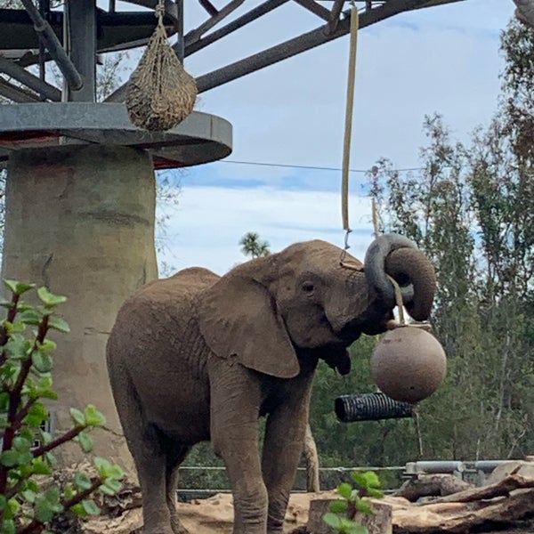 Elephant Odyssey - Balboa Park - San Diego, CA