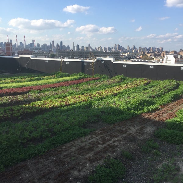 Photos at Brooklyn Grange Rooftop Farm - Long Island City, NY