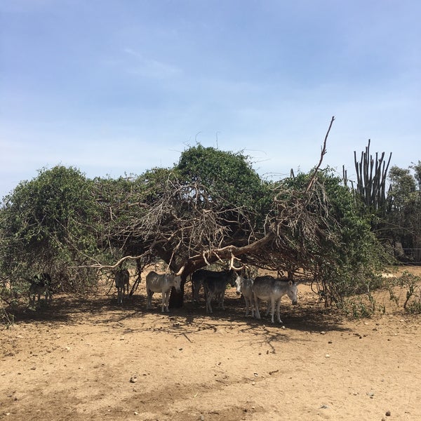 Donkey Sanctuary Aruba - Farm