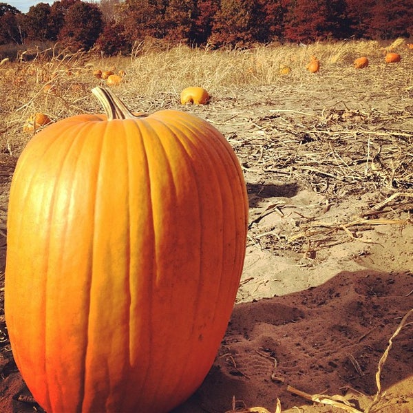 Pinehaven Farm - Arts and Entertainment