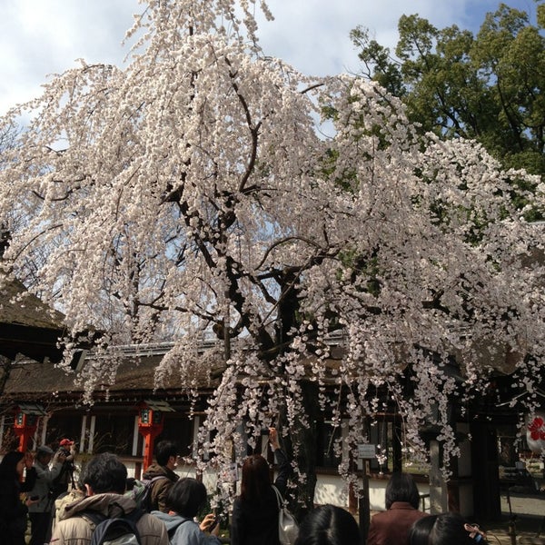 Photos at 平野神社 (Hirano-Jinja Shrine) - Shrine in 北区