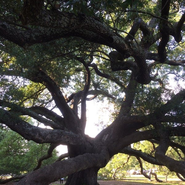 Friendship Oak - Long Beach, MS