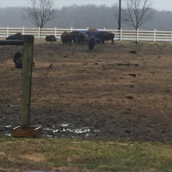 Colvine Bison Farm* - Greenwood, DE