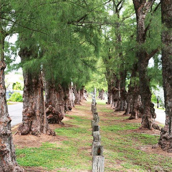 Pine Tree Dog Park - Nautilus - 5 tips from 187 visitors