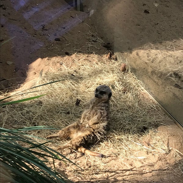Meerkat Exhibit - Zoo Exhibit in Atlanta