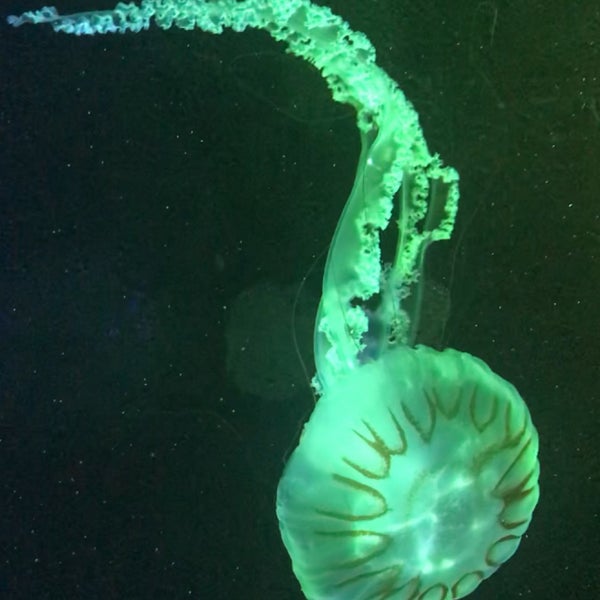 Sea Jelly Spectacular - 2 tips