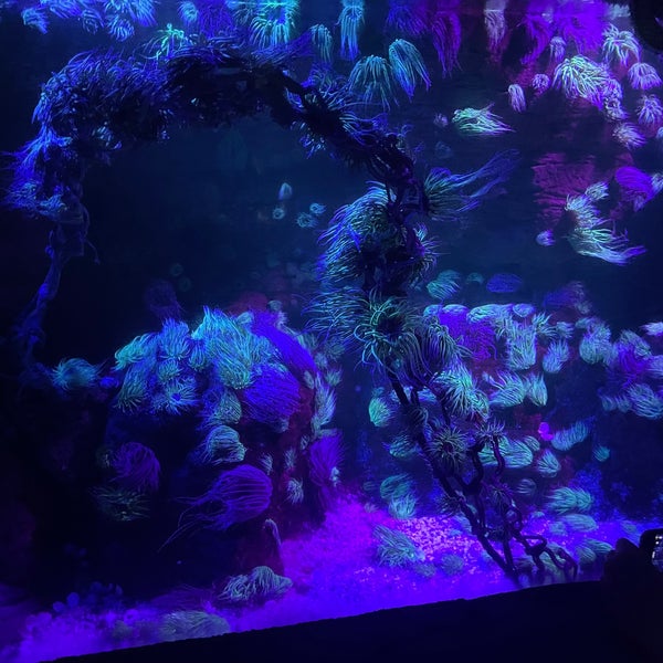 Sea Life London Aquarium - Waterloo - 130 tips